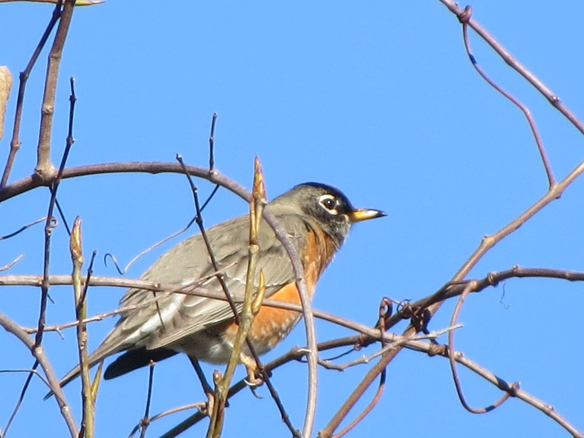 ML42665071 - American Robin - Macaulay Library