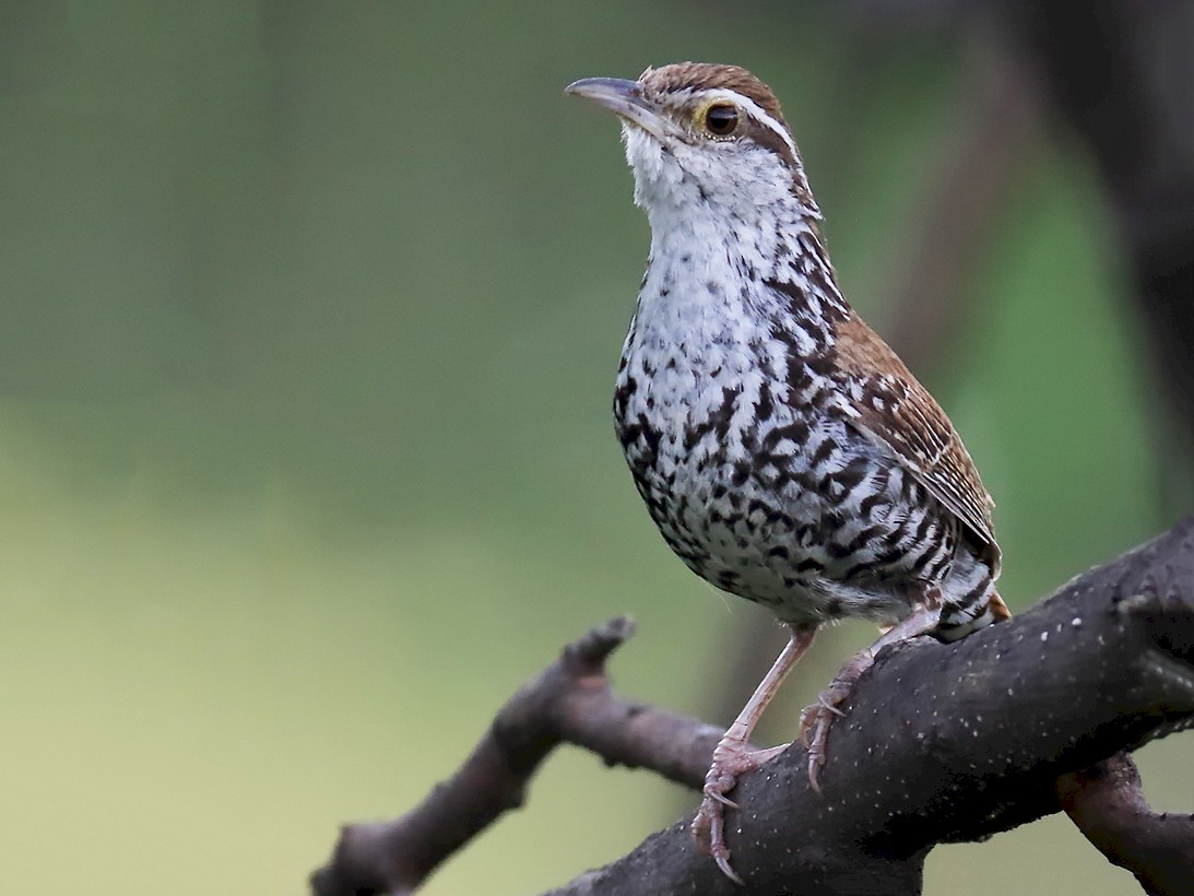 Banded Wren - eBird
