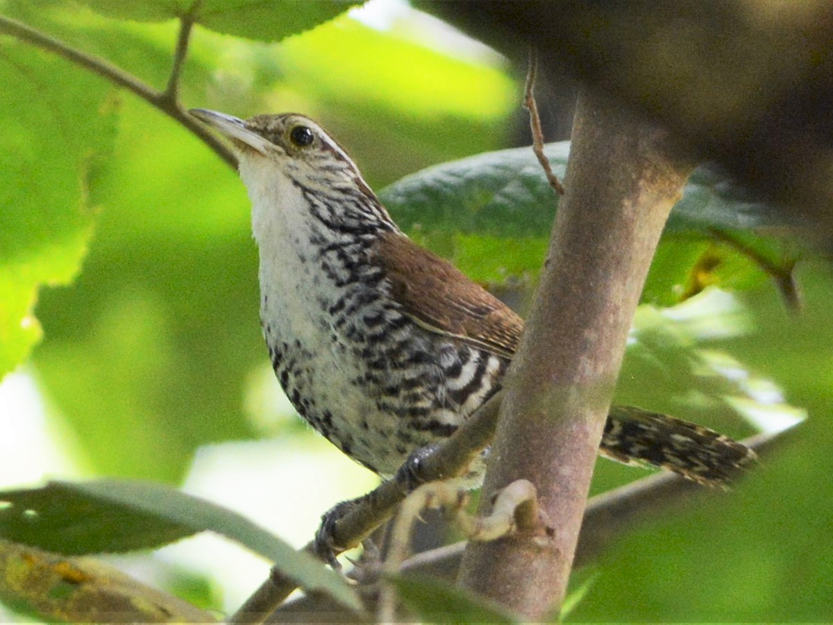 Banded Wren - eBird