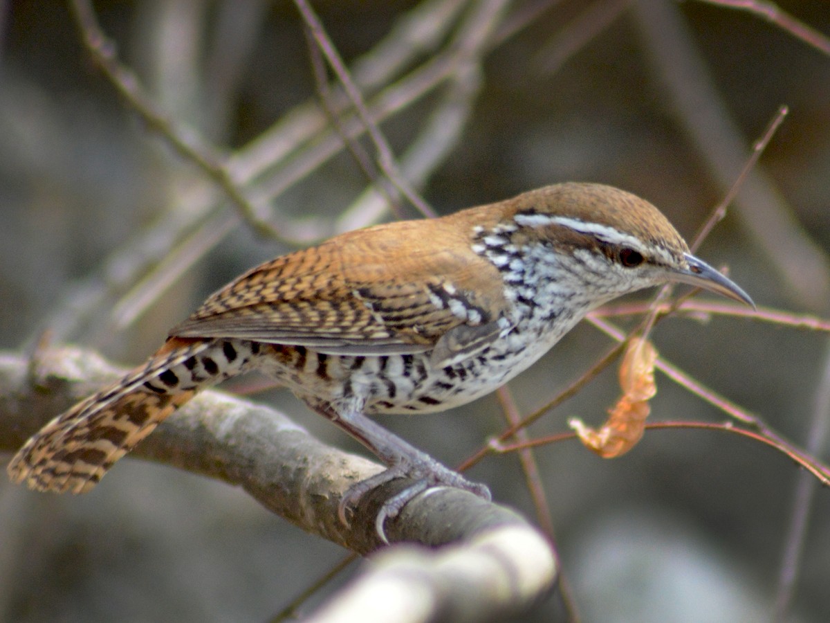 Banded Wren - Thryophilus pleurostictus - Birds of the World