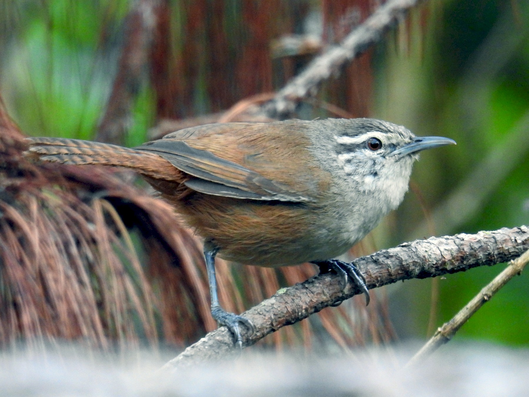 Cabanis's Wren - eBird