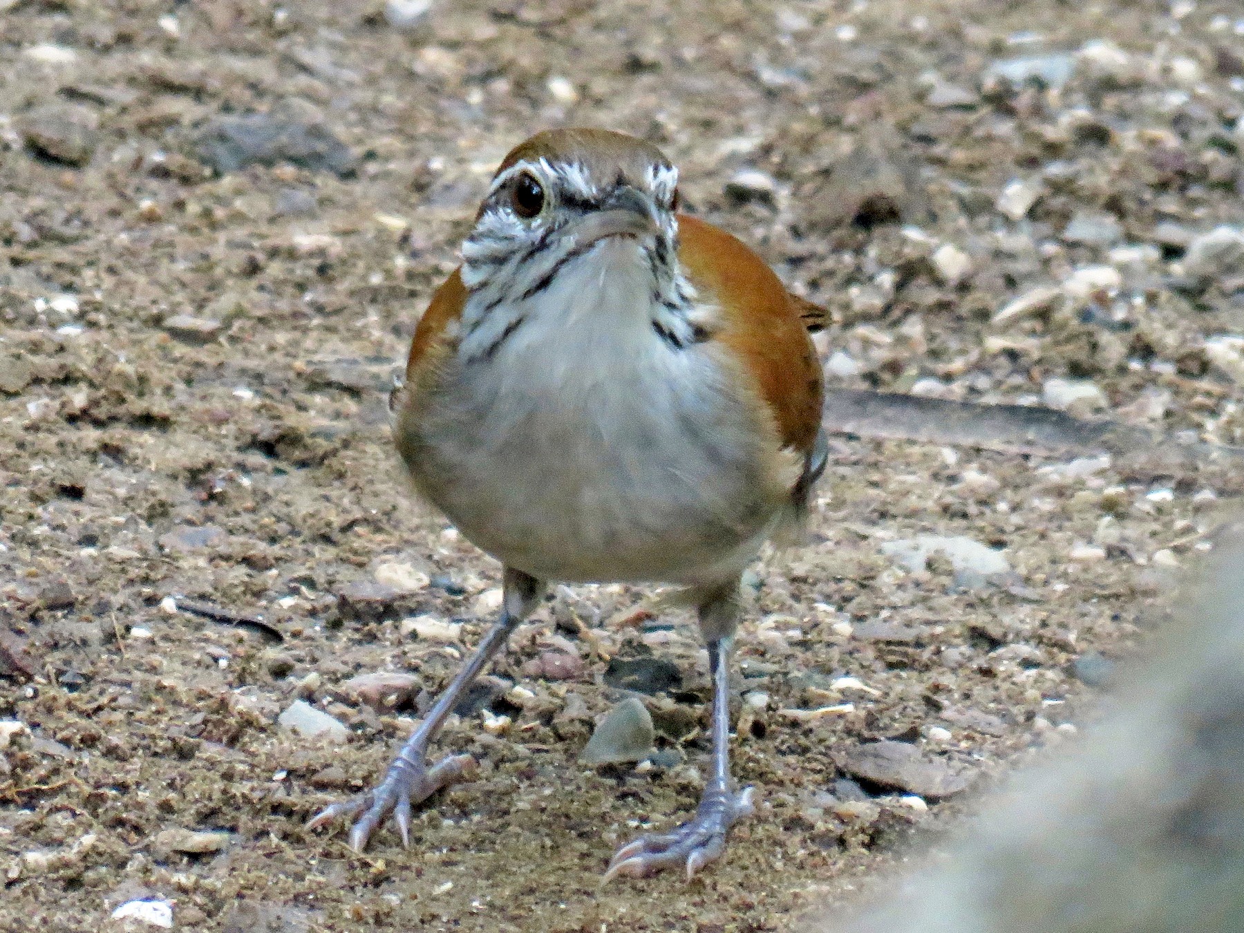 Rufous-and-white Wren - eBird