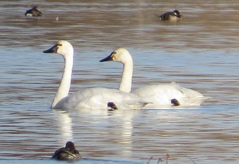 eBird Checklist - 10 Dec 2016 - Prescott--Willow Lake - 44 species