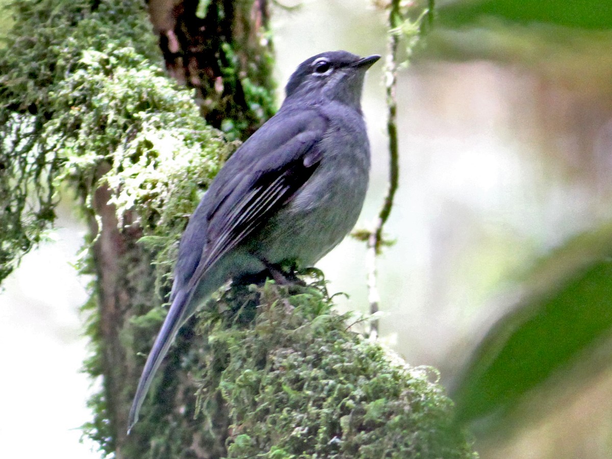 Slate-colored Solitaire - Myadestes unicolor - Birds of the World