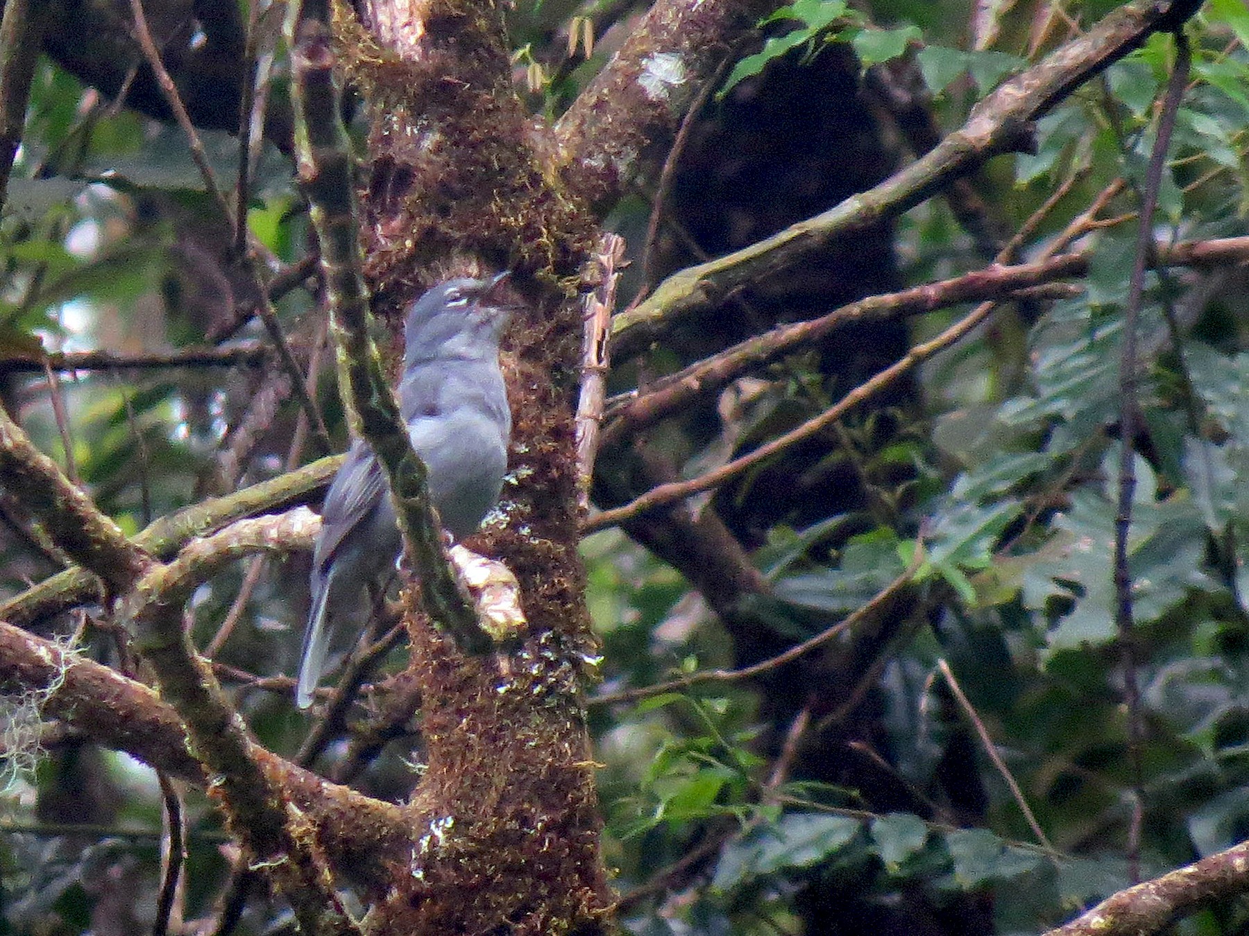 Slate-colored Solitaire - eBird