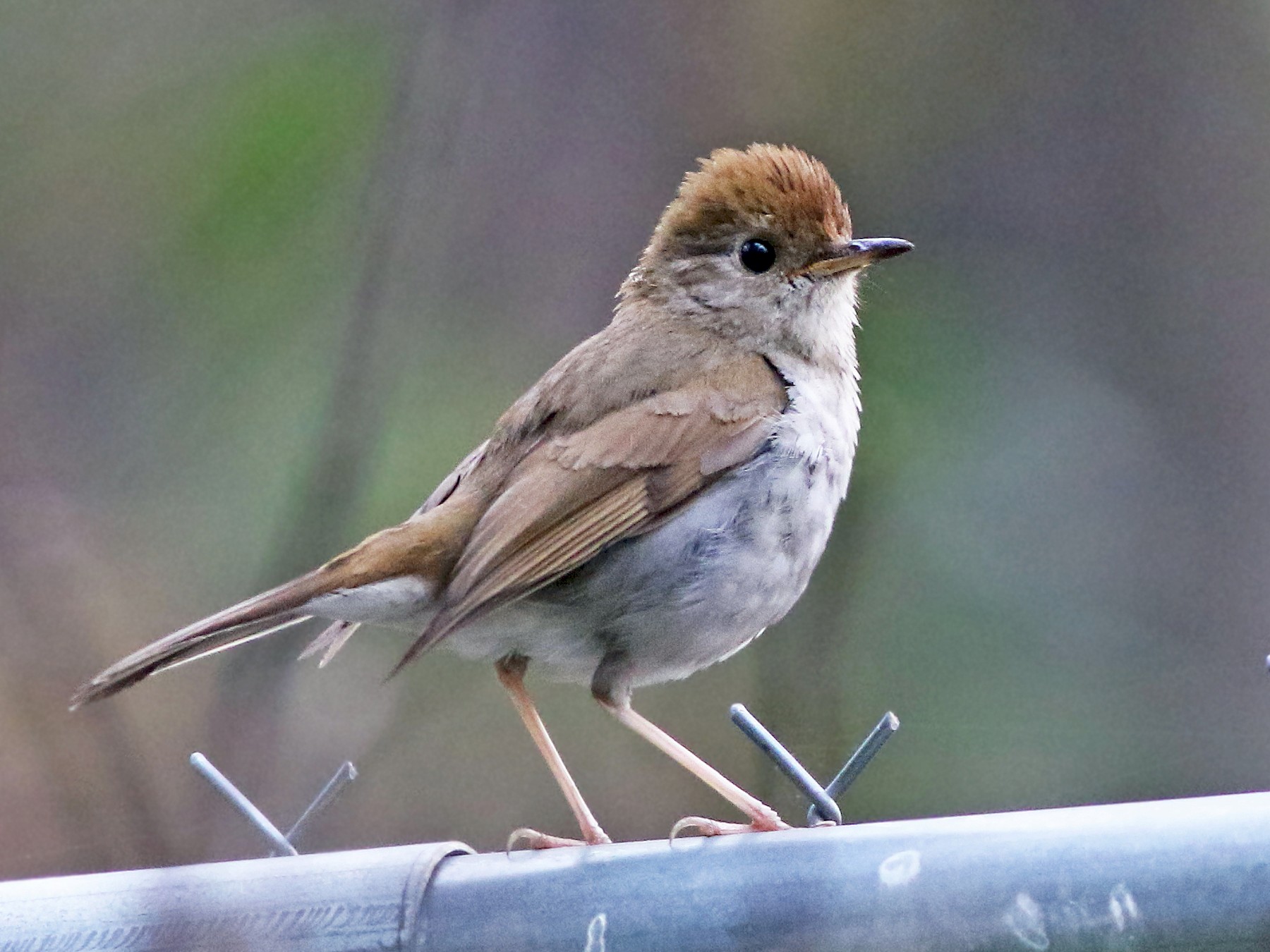 Russet Nightingale-Thrush - eBird