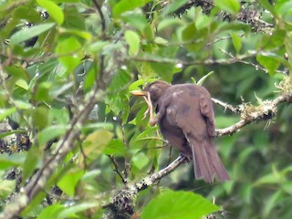 Black Thrush - eBird