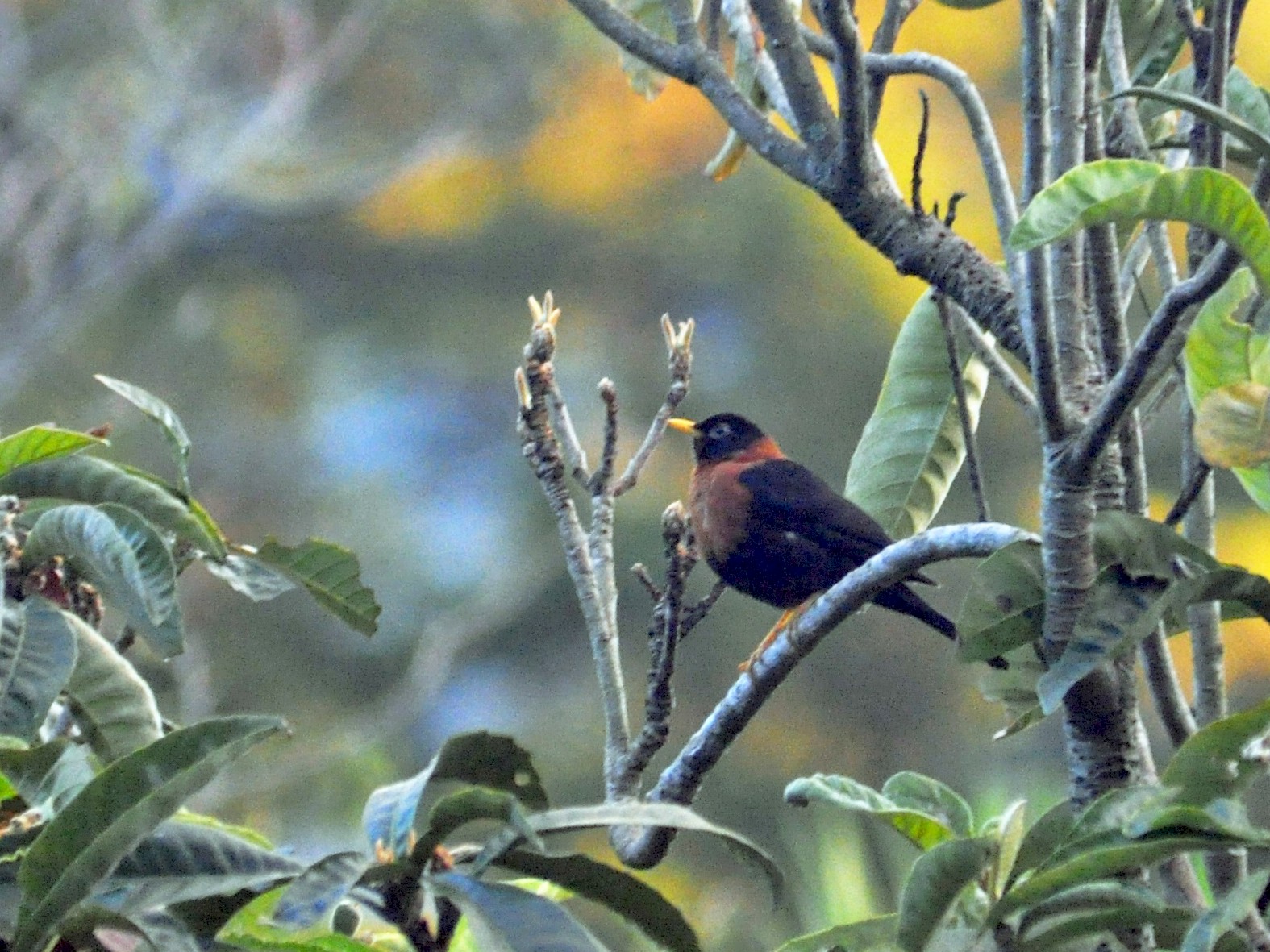 Rufous-collared Robin - eBird