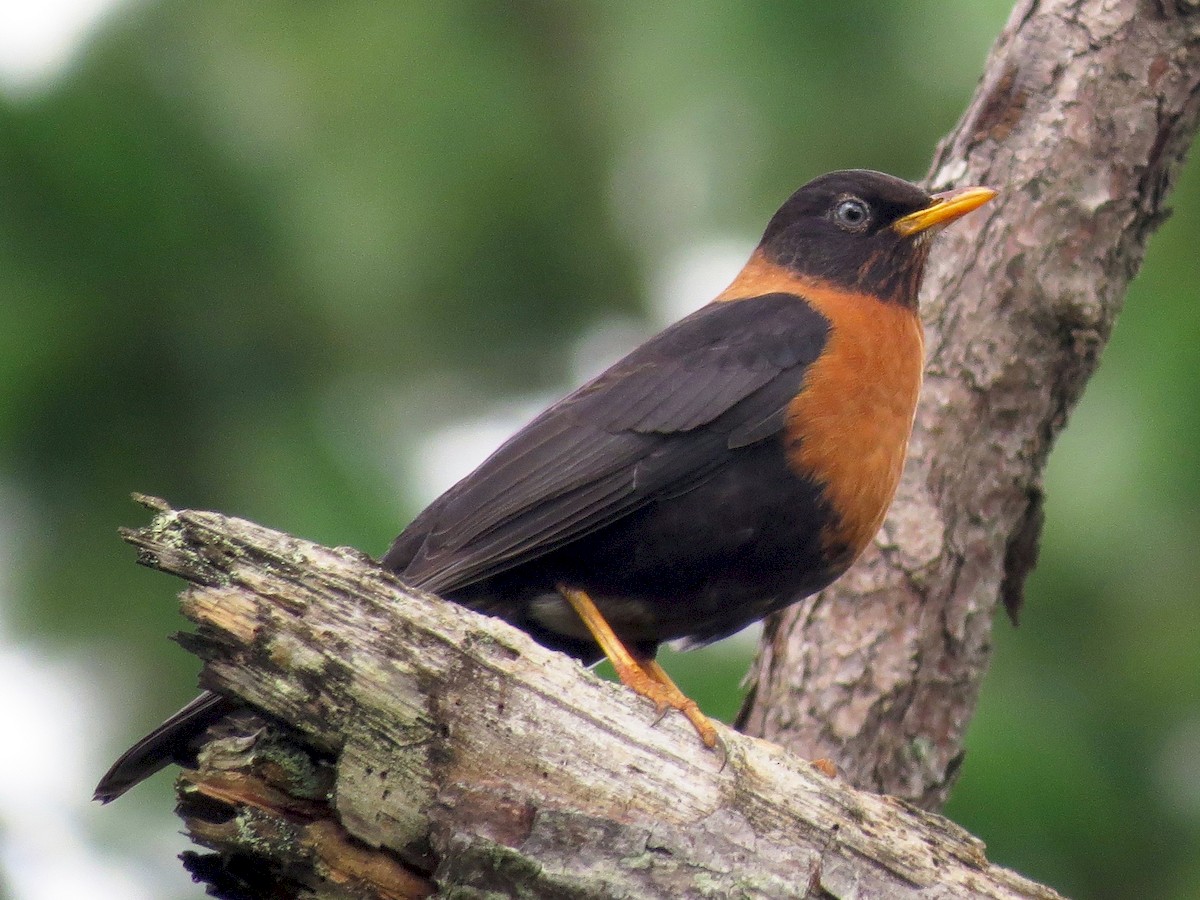 Rufous-collared Robin - Turdus rufitorques - Birds of the World