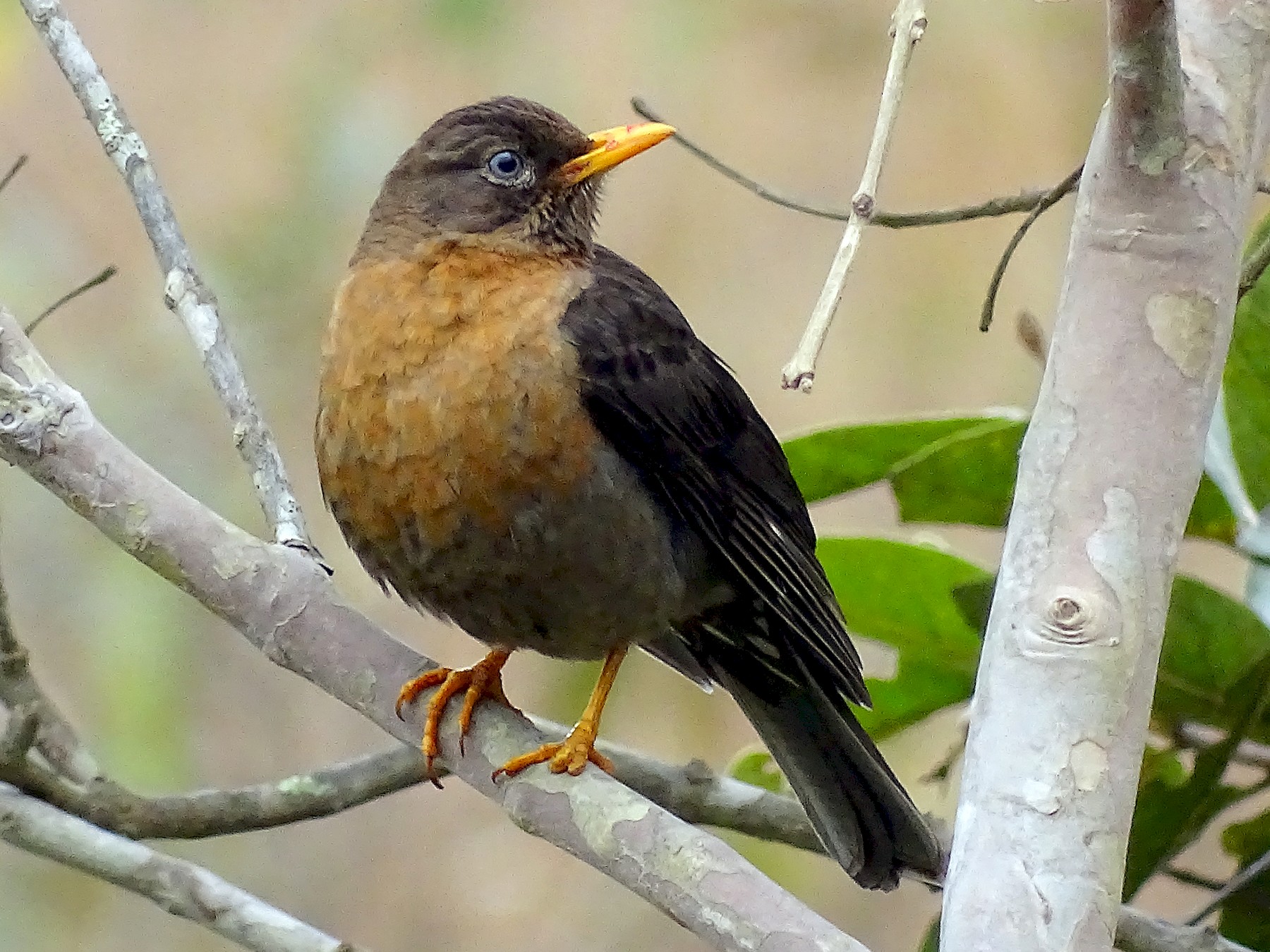 Rufous-collared Robin - eBird