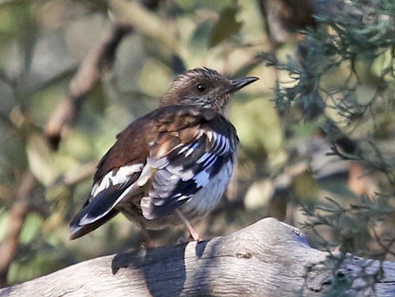 Mirlo Azteca - eBird