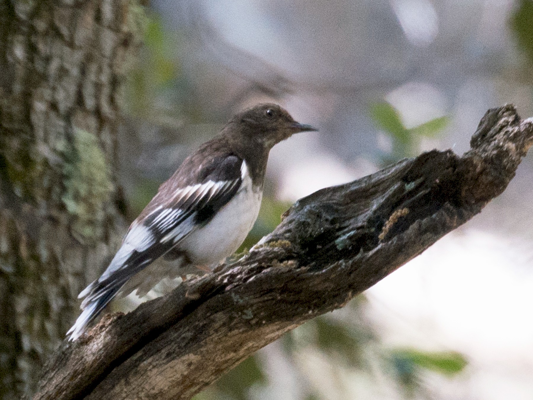 Aztec Thrush - eBird