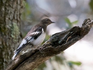 Aztec Thrush - eBird