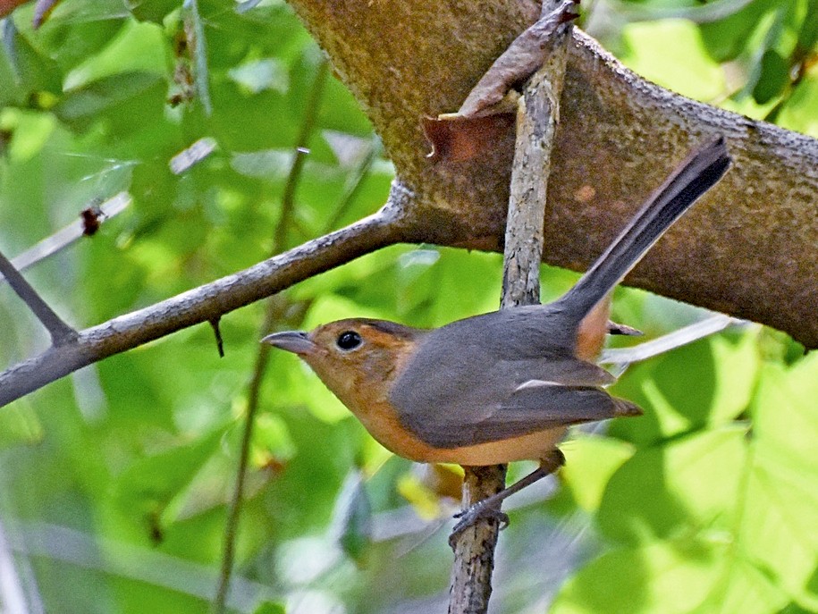 Red-breasted Chat - eBird