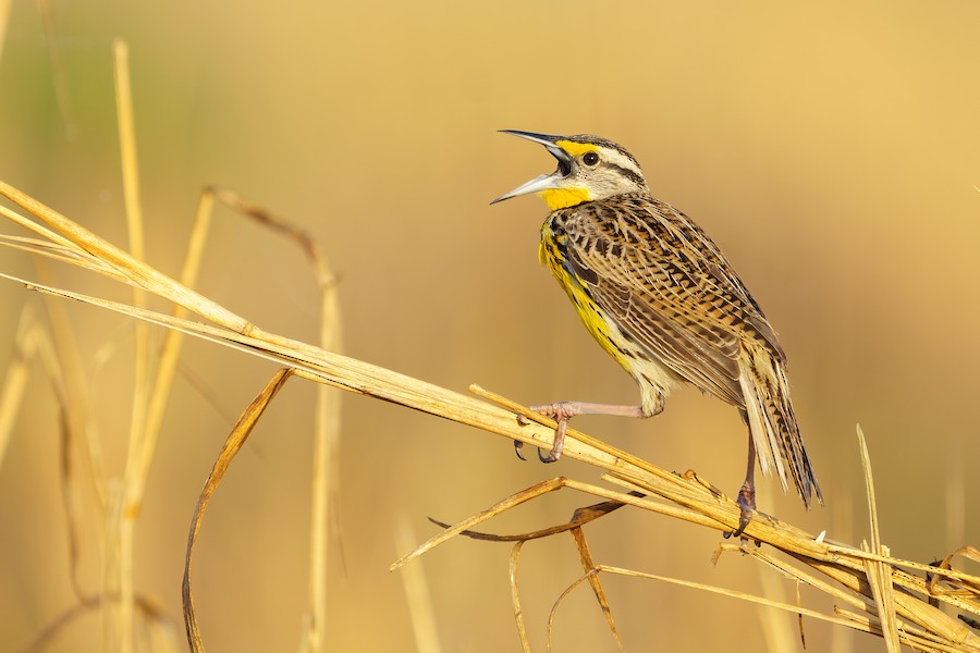 Eastern Meadowlark (Eastern) - eBird
