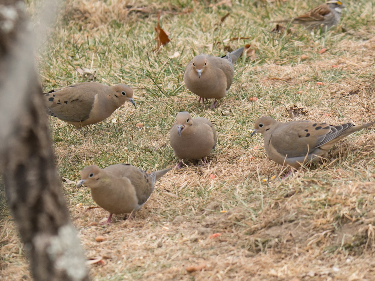 eBird Checklist - 16 Dec 2016 - Rocky Ridge - 16 species
