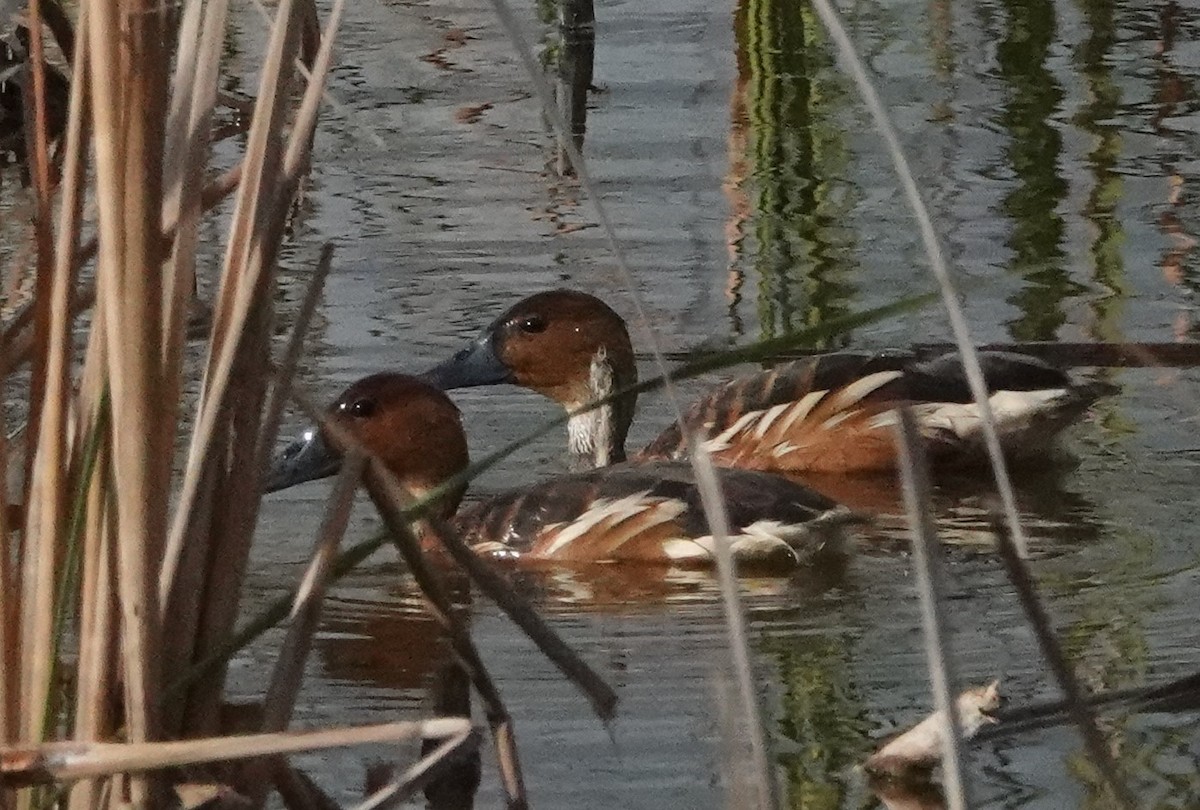 eBird Checklist - 19 Mar 2022 - STA 1W Expansion (RESTRICTED ACCESS ...