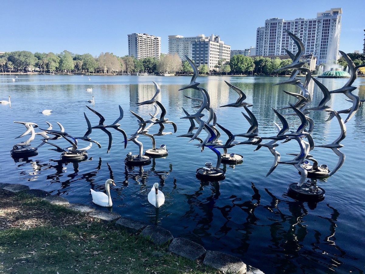 eBird Checklist - 20 Mar 2022 - Lake Eola Park (Exotic Waterfowl Only ...