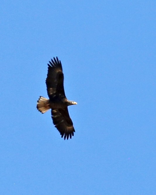 eBird Checklist - 2 Mar 2022 - McDowell Sonoran Preserve--Lost Dog Area ...
