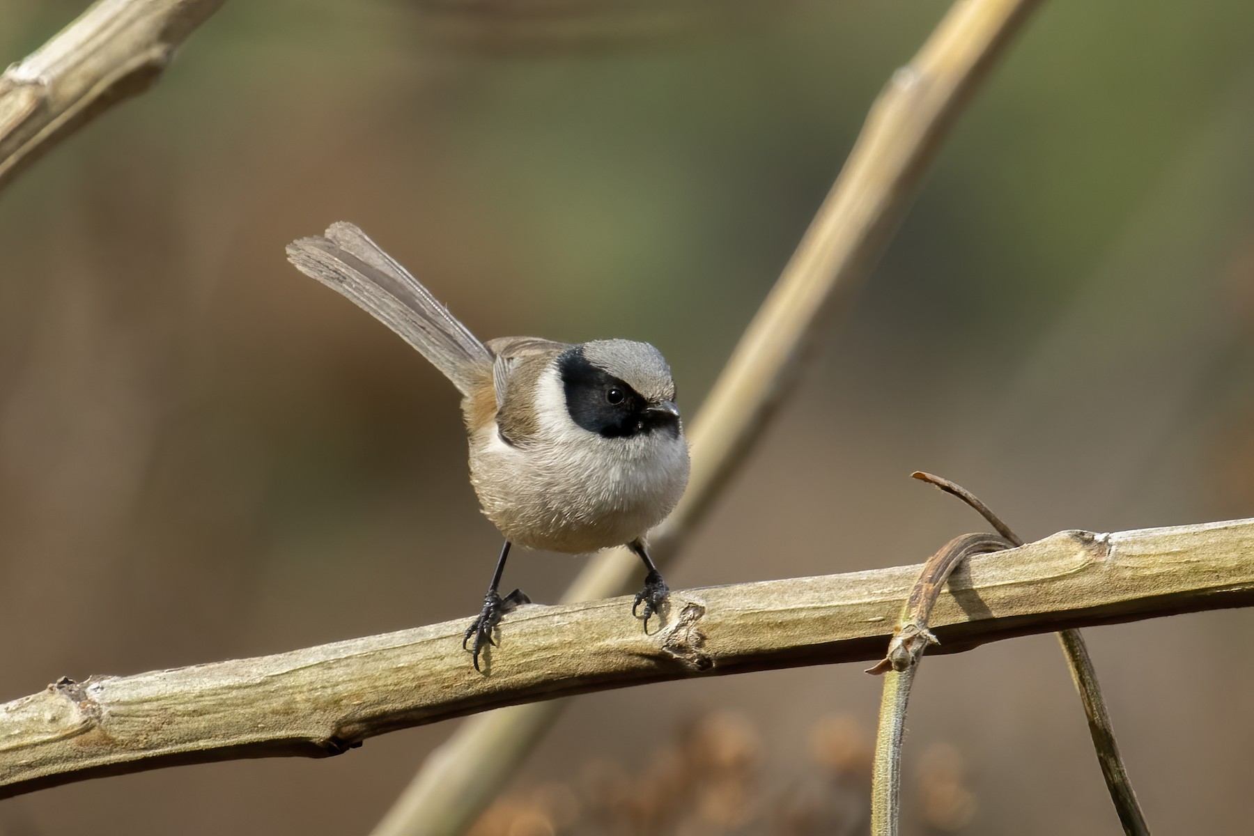 Bushtit (melanotis Group) - eBird