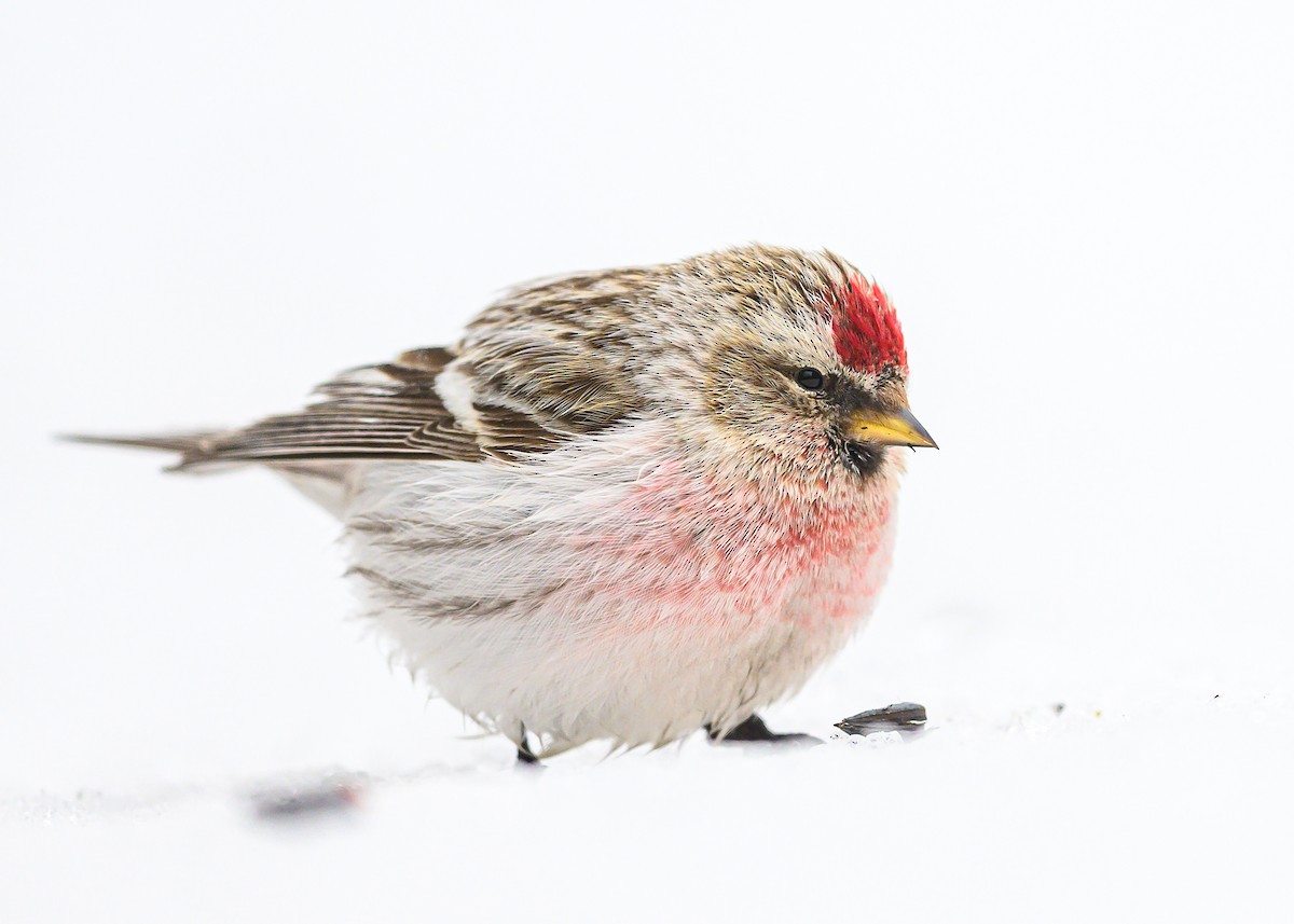 Common/Hoary Redpoll - eBird