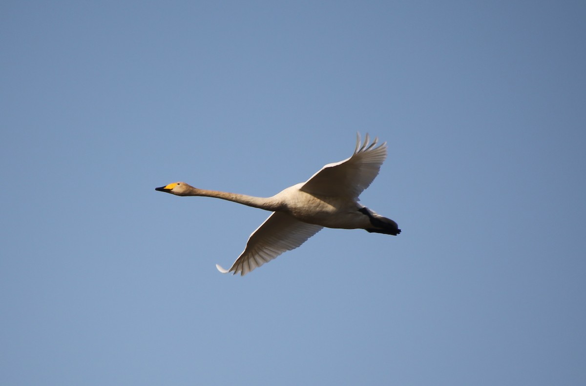 eBird Checklist - 23 May 2014 - Oulu - Finnature Tour - exact locations ...
