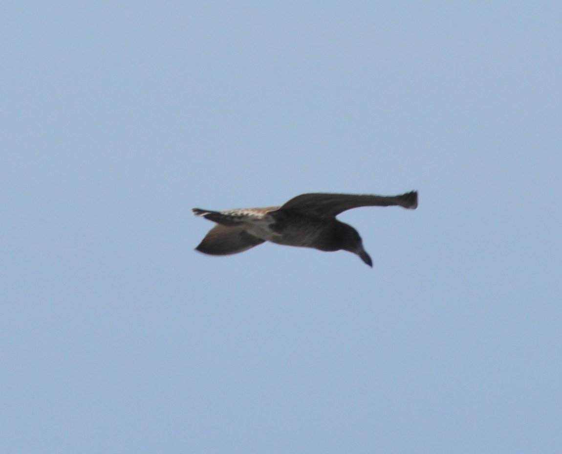 eBird Checklist - 21 Mar 2022 - Point Addis - 8 species