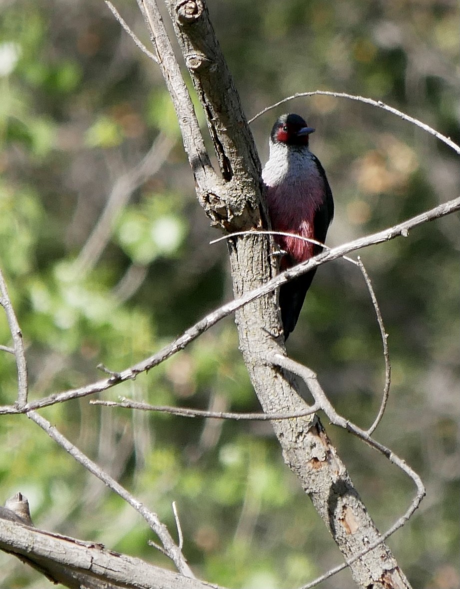 eBird Checklist - 21 Mar 2022 - Mission Trails Regional Park--Father ...