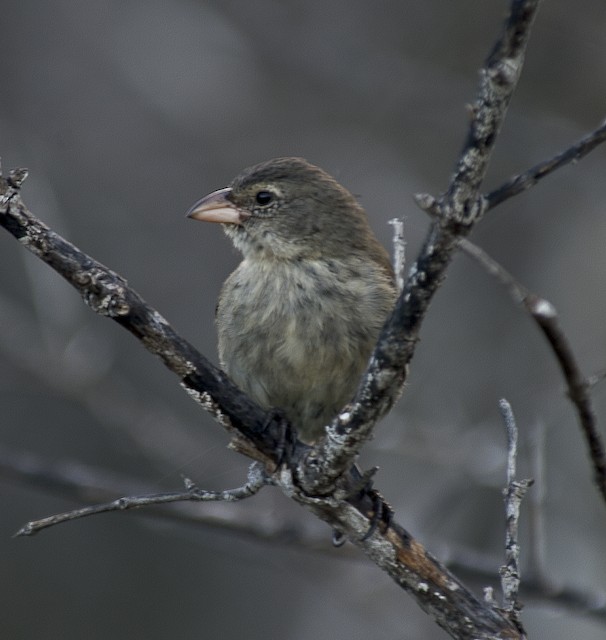 Mangrove Finch