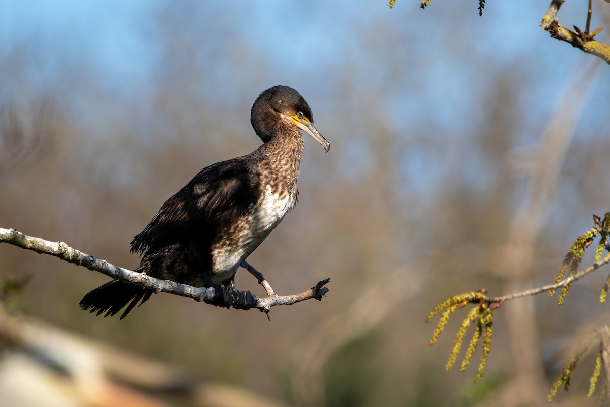 Great Cormorant (Continental) - eBird