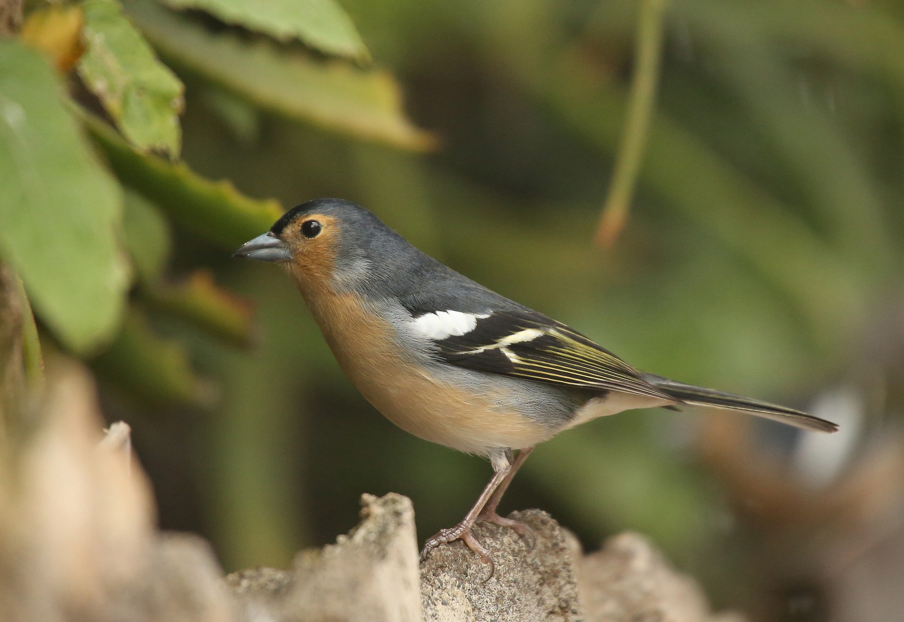 Common Chaffinch (Canary Is.) - eBird