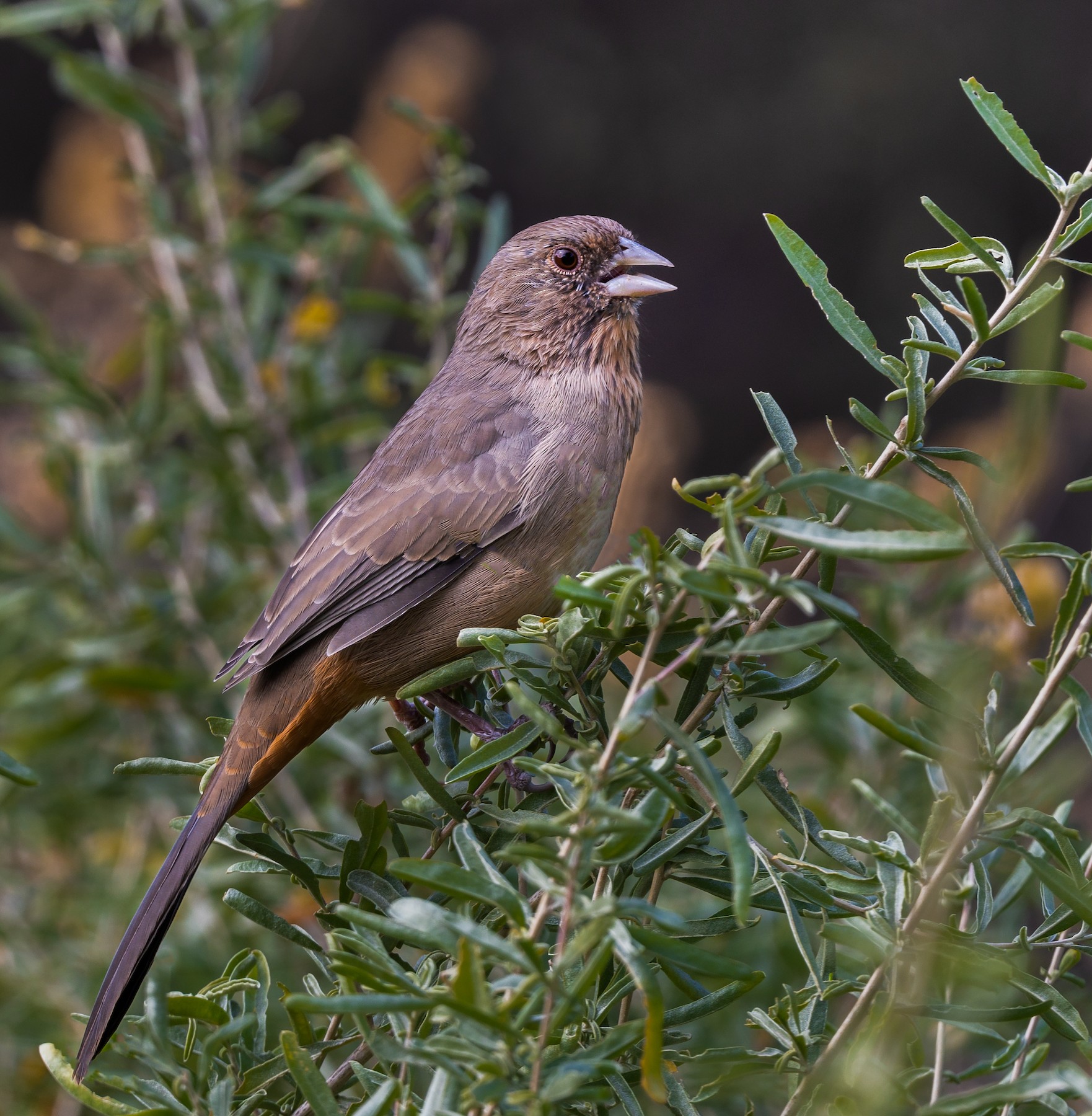Canyon x Abert's Towhee (hybrid) - eBird