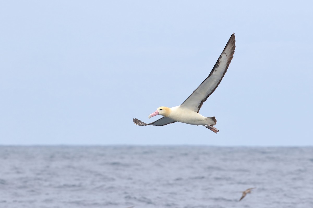 ML427850391 Short-tailed Albatross Macaulay Library