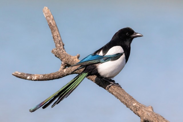 European Magpie