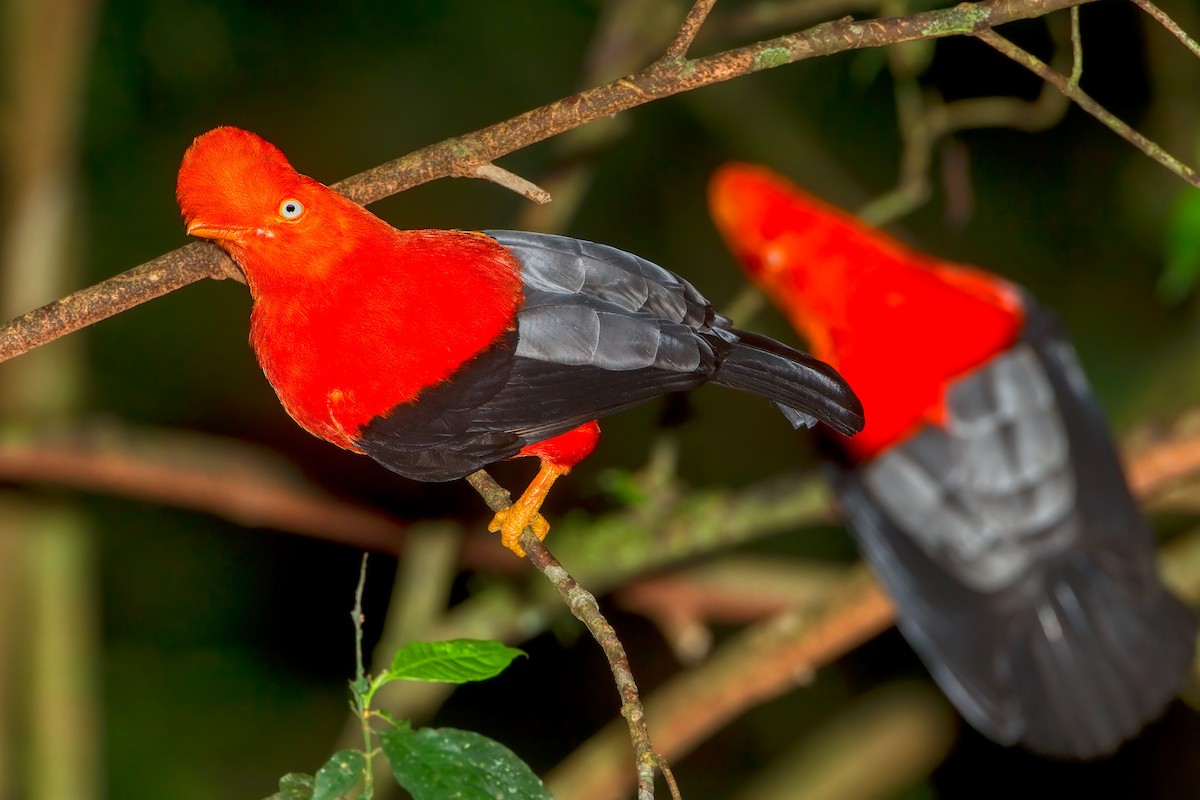 ML428029121 - Andean Cock-of-the-rock - Macaulay Library