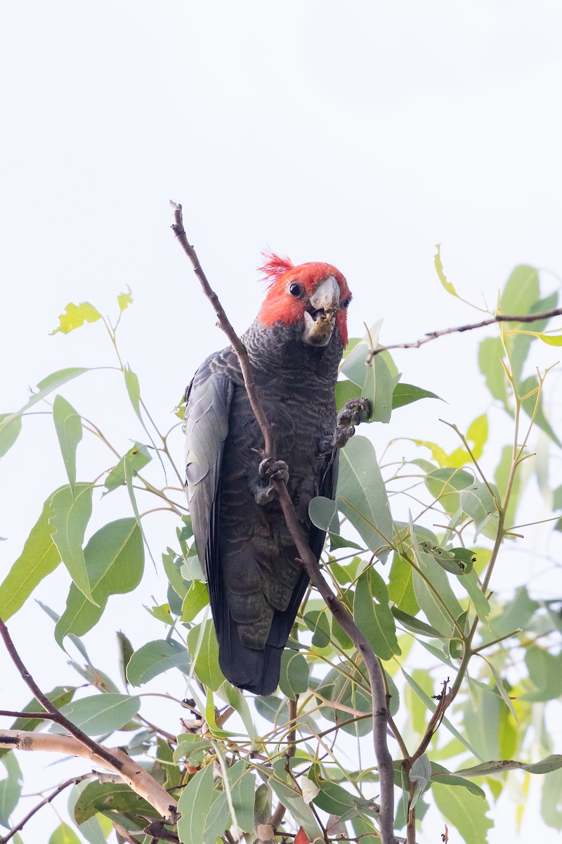 eBird Australia Checklist - 13 Mar 2022 - Glen Davis Road, Capertee ...