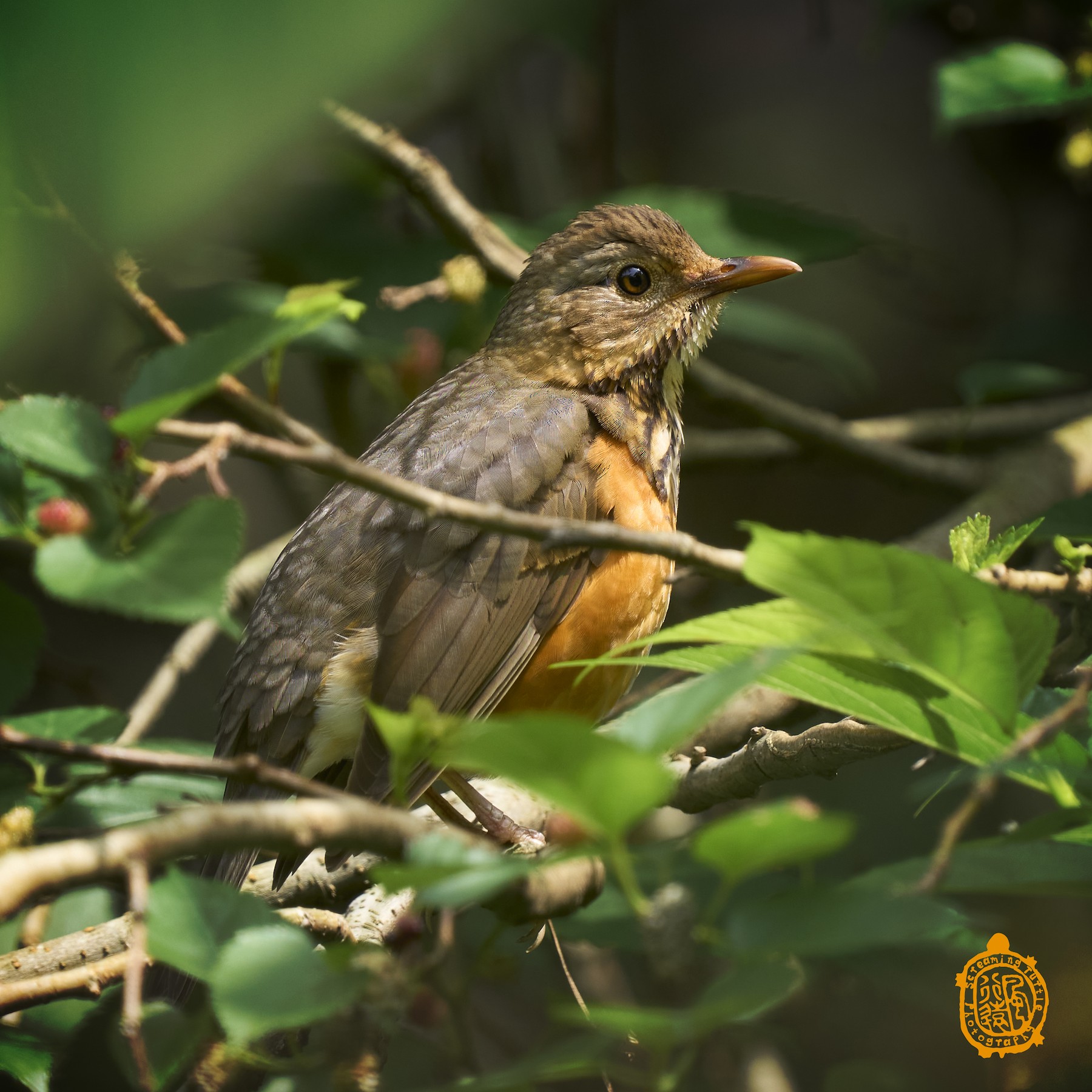 ツグミ属 - eBird