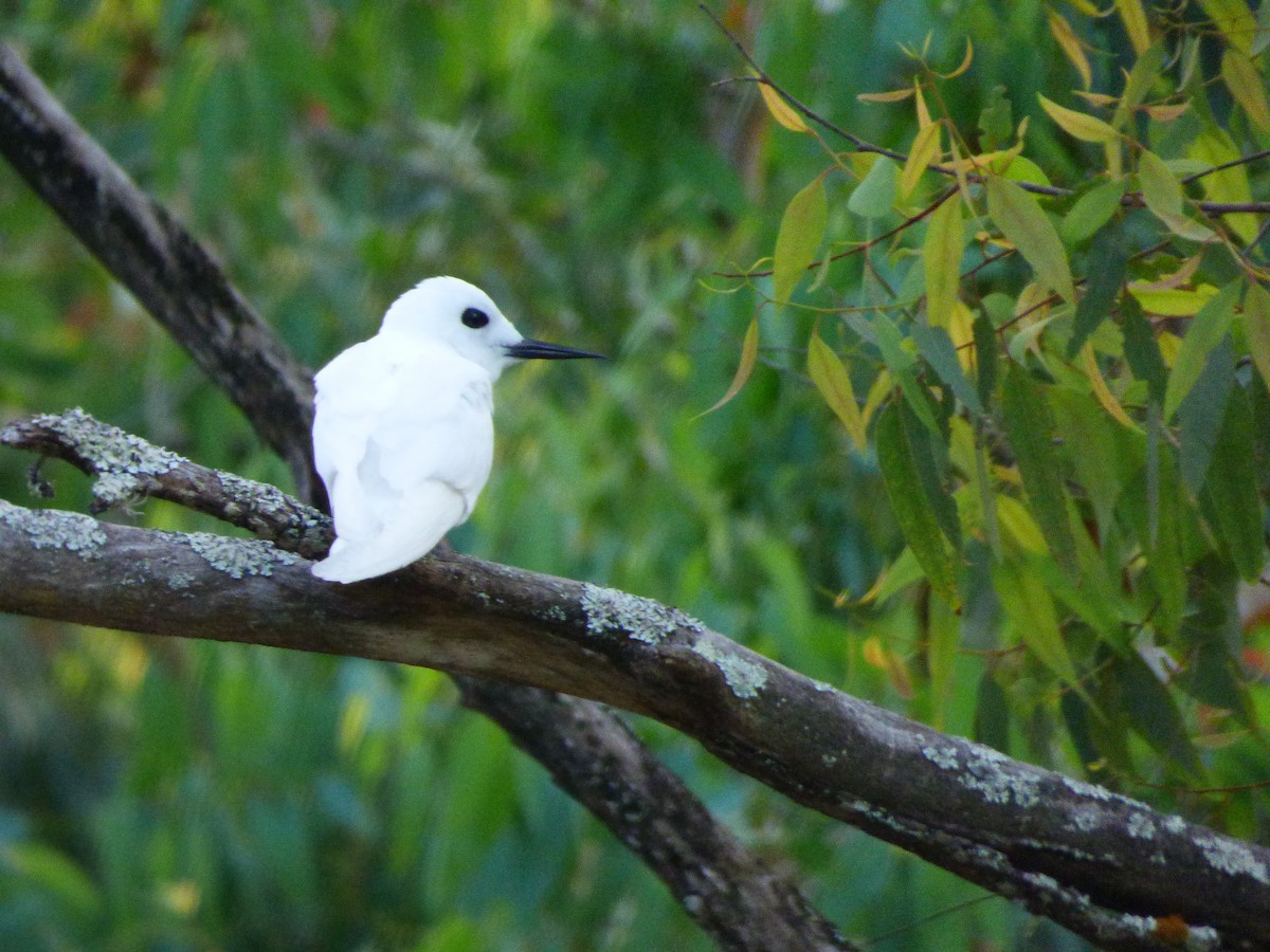 eBird Checklist - 7 Apr 2015 - Sooty Tern nesting colony - 10 species