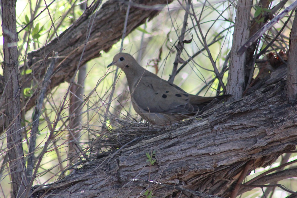 eBird Checklist - 24 Mar 2022 - Verde River--Access south of Box Bar ...