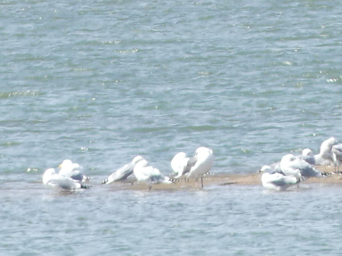 eBird Checklist - 24 Mar 2022 - Kyger Open Space - 11 species
