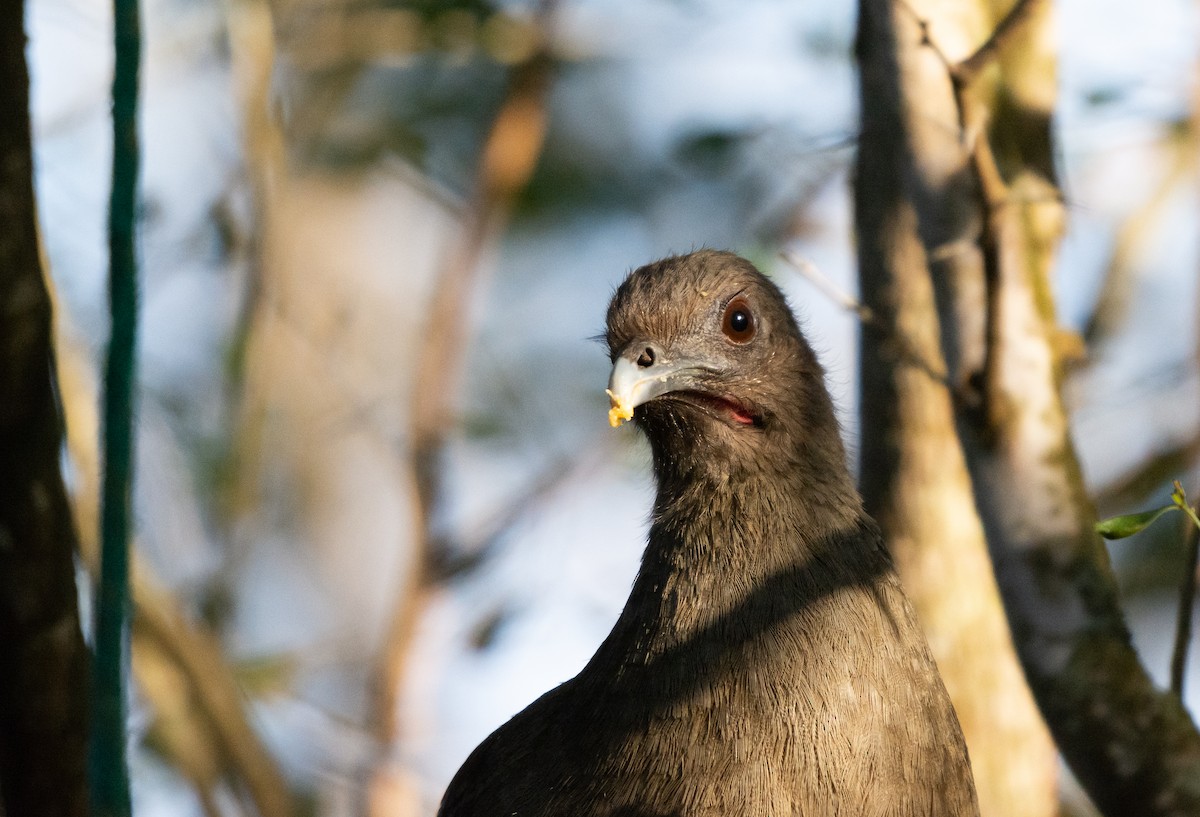 eBird Checklist - 15 Mar 2022 - Santa Ana NWR (LTC 059) - 90 species ...