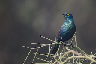 Lesser Blue-eared Starling - Lamprotornis chloropterus - Birds of the World