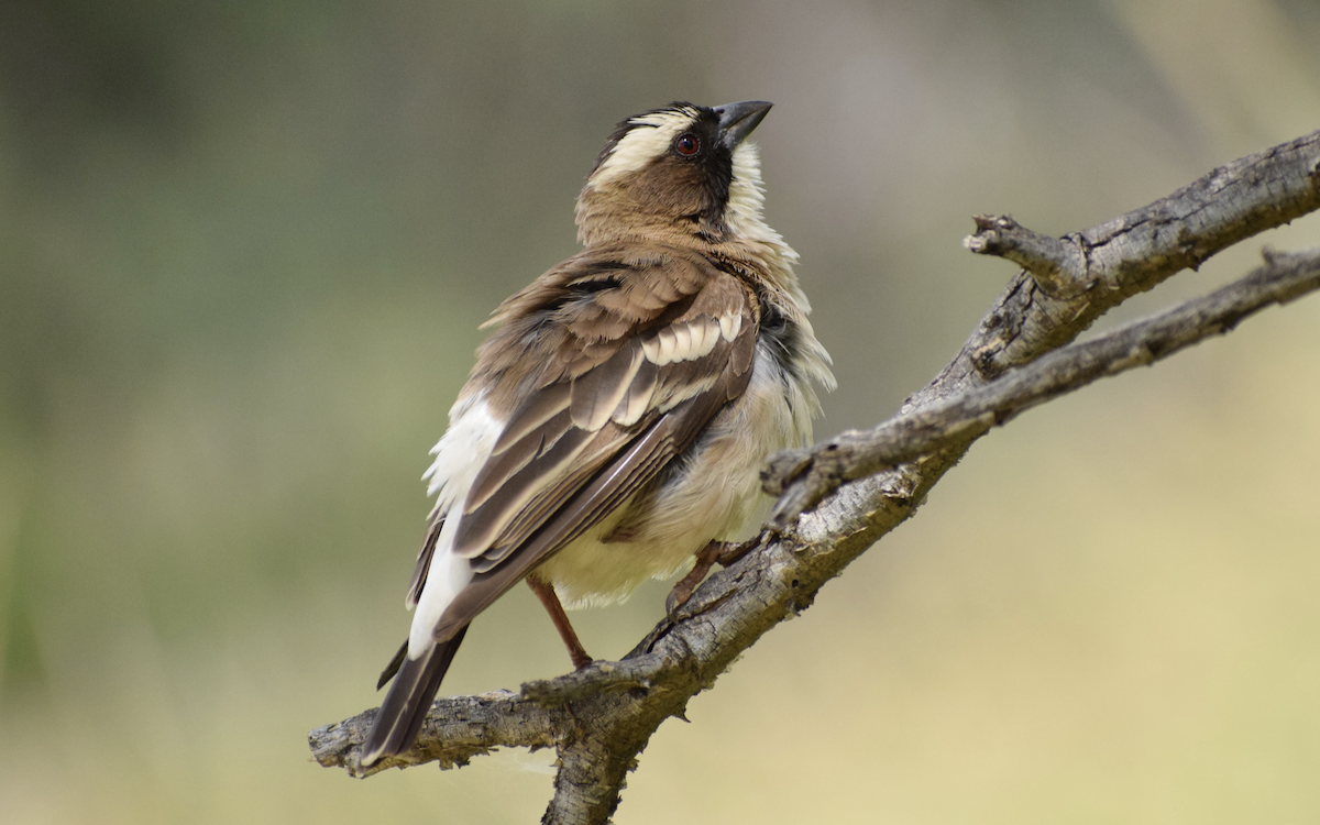 White-browed Sparrow-Weaver (White-breasted) - eBird