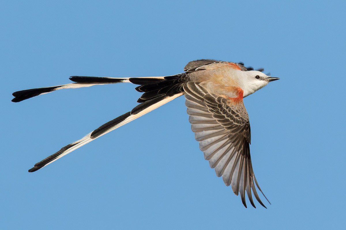 ML428827621 Scissor-tailed Flycatcher Macaulay Library