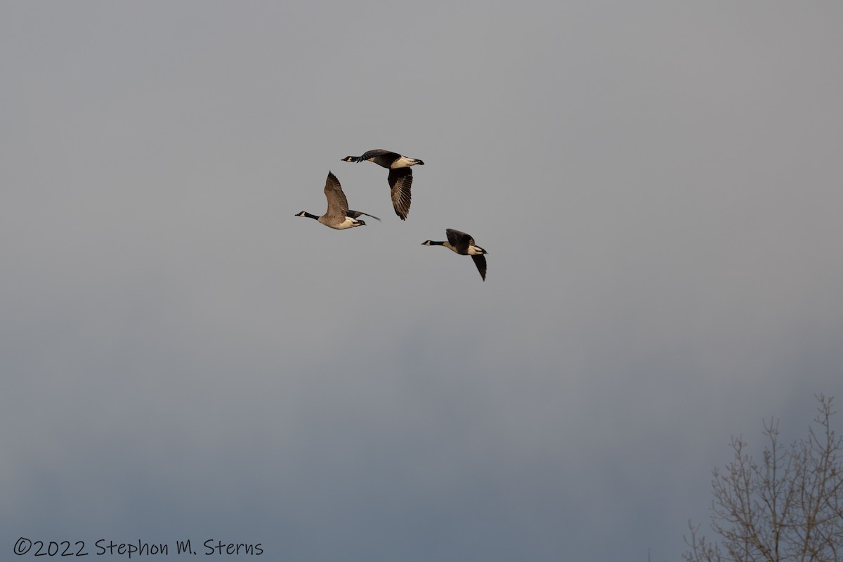 eBird Checklist - 26 Mar 2022 - Sully Woodlands - 41 species