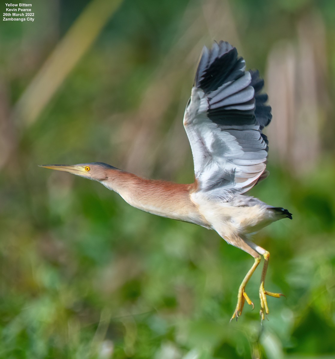 ML429100961 - Yellow Bittern - Macaulay Library