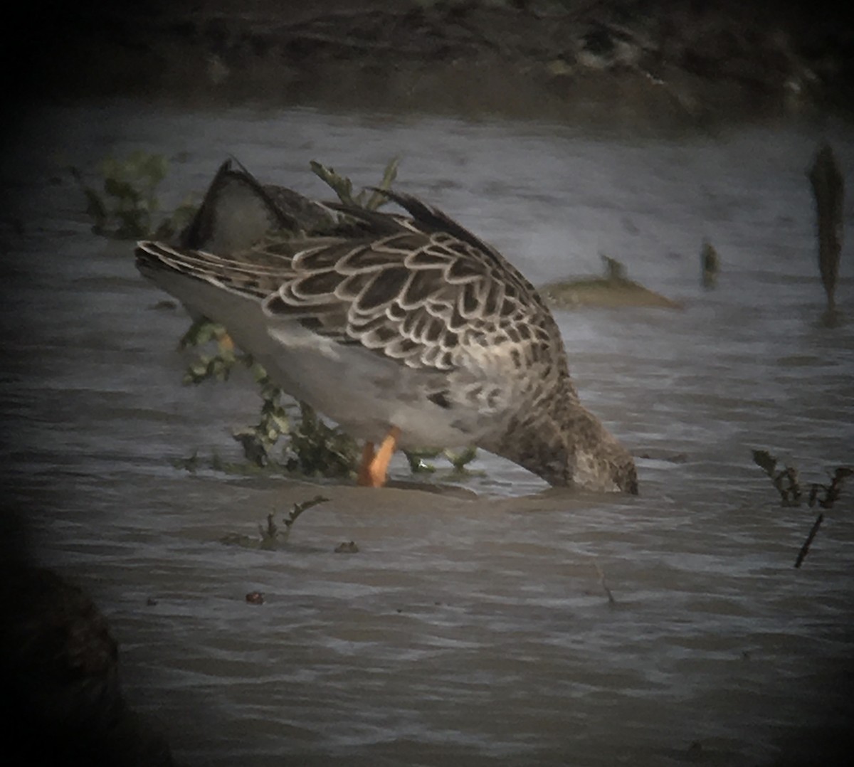 eBird Checklist - 26 Mar 2022 - stakeout Ruff Pond (2022) (roadside ...