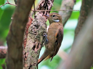 Northern Plain-Xenops - eBird