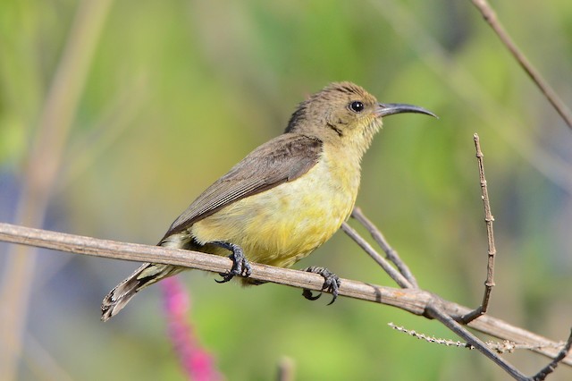 Photos - Yellow-chinned Sunbird - Anthreptes rectirostris - Birds of ...