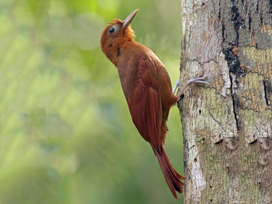 Ruddy Woodcreeper - eBird